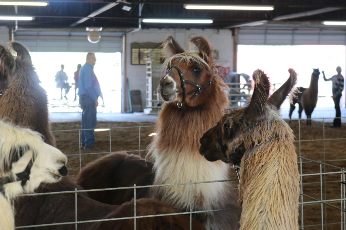 2024 Knox County Junior Fair Llama Show Results – Rise and Shine